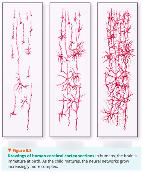 Diagram Of Human Cerebral Cortex Sections Quizlet
