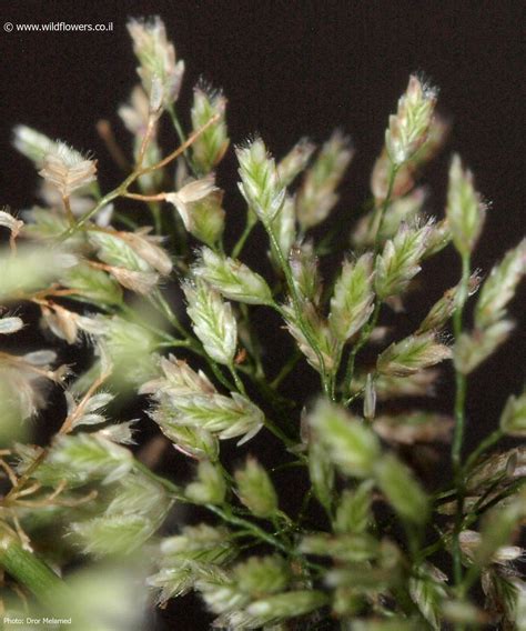 Eragrostis amabilis