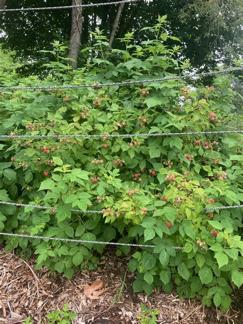 Red Raspberry Plants — Folk Rock Farm