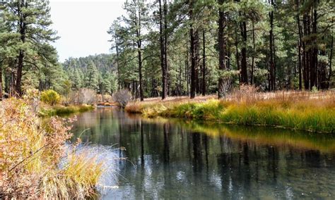 Apache National Forest Luna Lake Campground Alpine Az