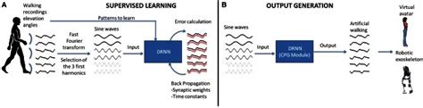 Biological Oscillations For Learning Walking Coordination Dynamic