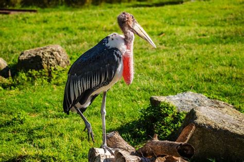 Large Marabou Stork Standing On One Leg On A Log In Sunlight With