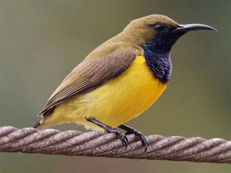 Garden Sunbird Ebird