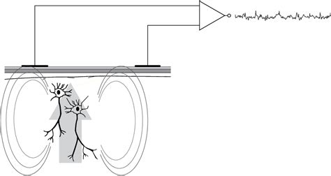 Figure 1 From A Short Review And Primer On Electroencephalography In Human Computer Interaction