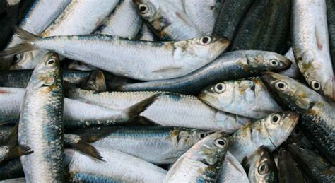 Welcome to the fishIDER Online Fish Catalog | fishIDER