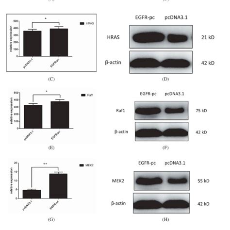 Egfr Gene Expression In Tissue And Granulosa Cells From Different Download Scientific Diagram