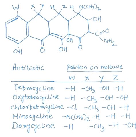 Antibiotics Inhibit Nucleic Acid And Protein Synthesis In Bacteria Discover Biotech