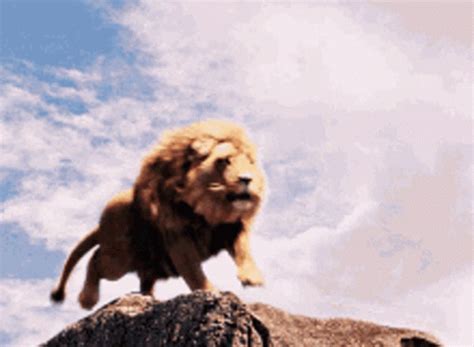 Lion Roaring  Lion Roaring Discover And Share S