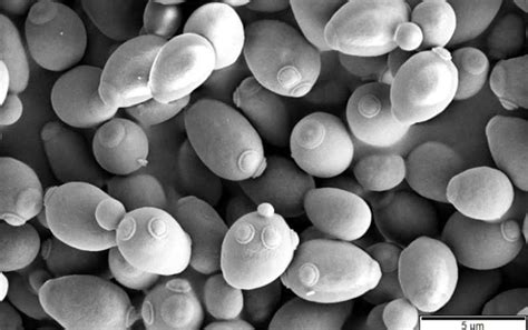 Synthetic Species Designed To Shun Sex With Wild Organisms Scientific