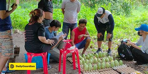 mangga project targets to automate mango grading in cebu daily guardian