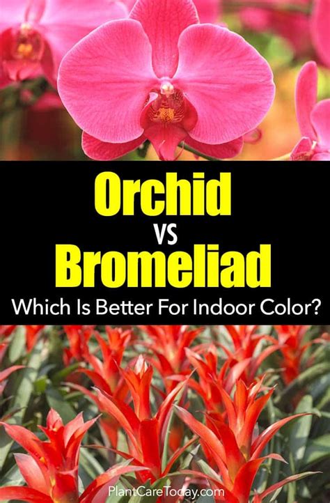 Which Is Better Bromeliads Or Orchids For Indoor Color