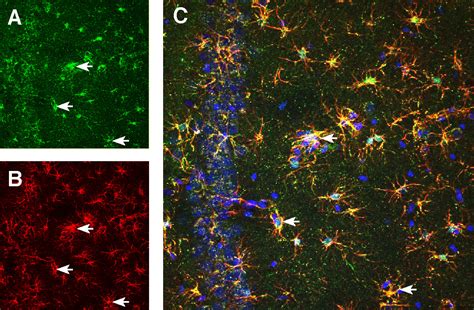 Anti Cd63 Extracellular Antibody Anr 210 Alomone Labs