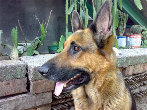 ძაღლი ადამიანის საუკეთესო მეგობარი გერმანული ნაგაზი