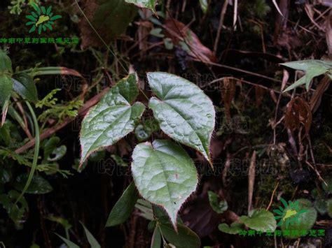 淫羊藿 植物图谱 中华药典－国医小镇