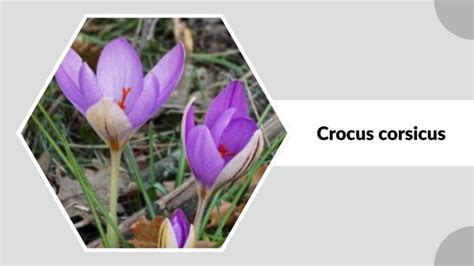 20 Types Of Crocus Flowers Identification With Pictures
