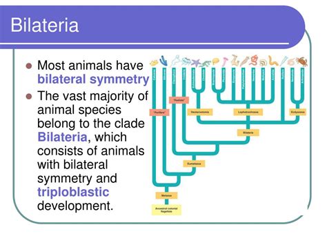 Ppt Flatworms Mesozoans And Ribbon Worms Powerpoint Presentation