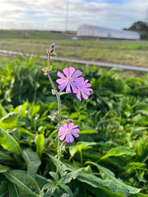 Native Perennial Wildflowers Still Flowering In November 🌸 Helen Simmen