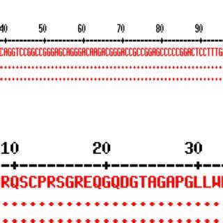 Partial DNA Sequence Alignment Of Exon Showing T C Mutation In The Download Scientific