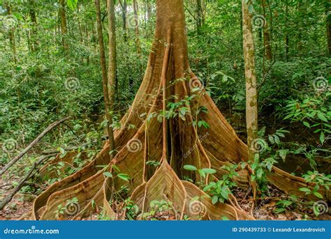 Beautiful Dipterocarp Tree In The Tropical Forest At Gunung Mulu