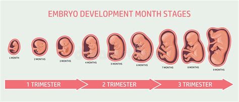 Embryo In The Womb Set Development And Growth Of The Fetus At