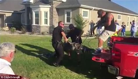 Alligators Cause Chaos In South As Males Look For Sex In Mating Season