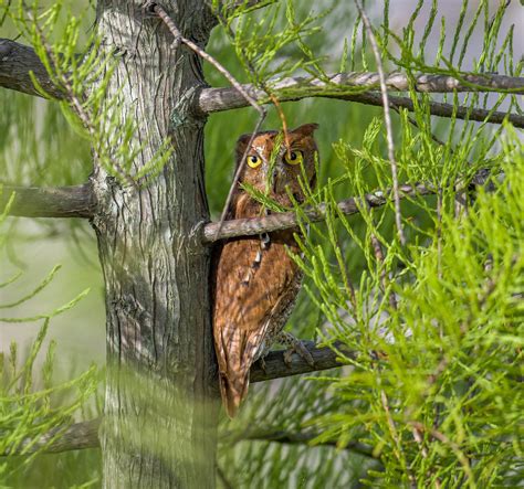 The Oriental Scops Owl 10 000 Birds