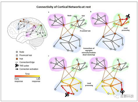 The Neuroscientist：整合tms、eeg和mri——研究大脑连接性的时空动态方法脑电图网络连接研究 Csdn博客