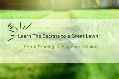 Shrub Pruning A Beginners Guide