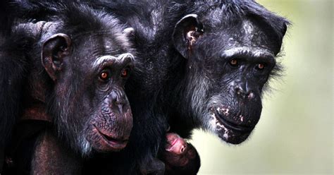 Sex Empathy Jealousy How Emotions And Behavior Of Other Primates Sex Empathy Jealousy How Emotions And Behavior Of Other Primates