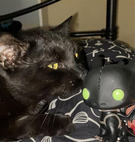 Toothless Meets Toothless R Httyd