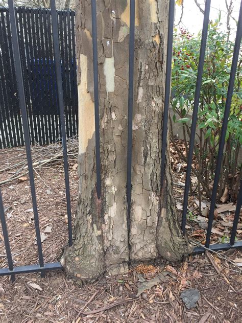 This Tree Grew Through A Fence R Mildyinteresting