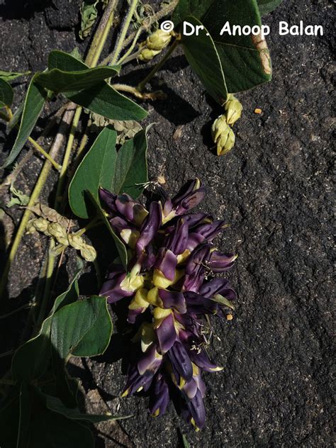 Mucuna Pruriens L Dc Colombian Plants Made Accessible