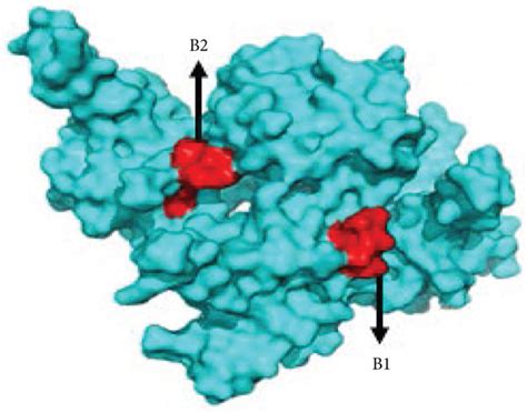 A Mapped Out Antigenic B Cell Linear Epitopes Red Of The Sars Cov 2