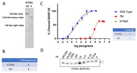 Potency Evaluations Of Recombinant Botulinum Neurotoxin A1 Mutants Designed To Reduce Toxicity