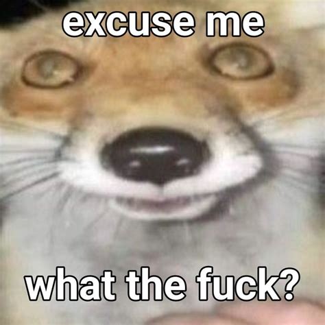 My Pook When I Say That Shes Pretty In 2025 Fox Memes Funny Fox
