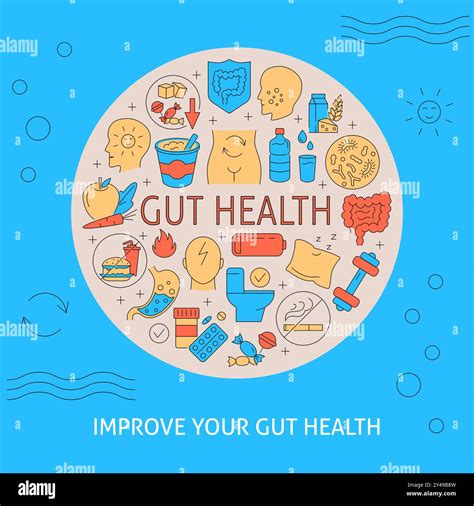 Improve Your Gut Health Round Poster Healthy Digestive System Vector Illustration Stock Vector
