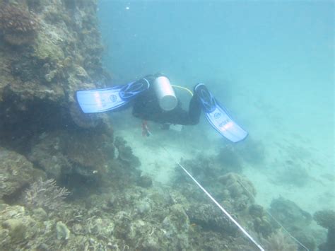 Seputar Terumbu Karang Teknik Pengambilan Data Metode Transek Foto Bawah Air Underwater Photo