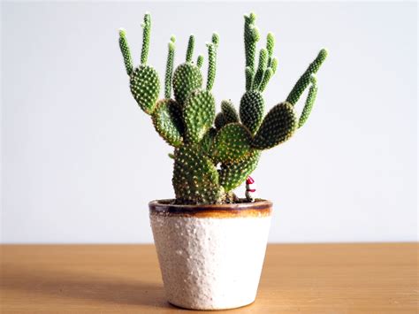 Master The Art Of Cactus Propagation How To Propagate Cactus Houseplantjoy Com