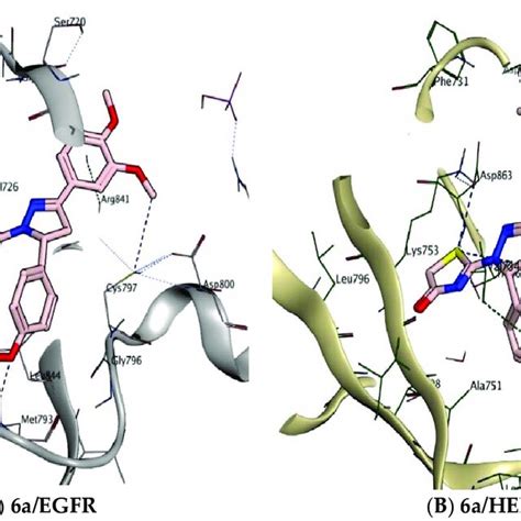 3d Binding Interactions Of 6a In A Egfr And B Her2 Binding Pockets