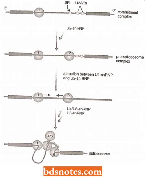 Rna Processing And Modifications Notes Bds Notes