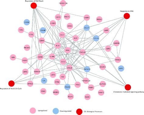 Functional Network Analysis Of The Top 50 Differentially Expressed