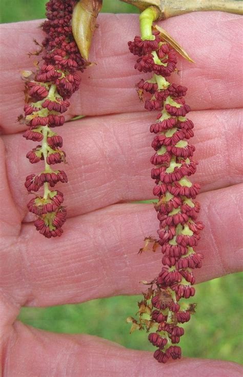 Flowers And Sex Tree Guide Uk Flowers And Sex