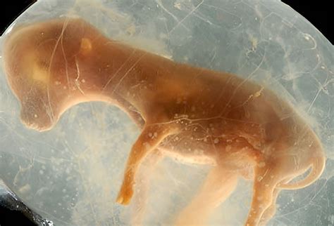 El Fascinante Proceso De Desarrollo Fetal En Los Bovinos Desde La