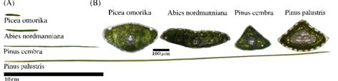 Colour Online Conifer Needle Characteristics A Photographs Of Download Scientific Diagram