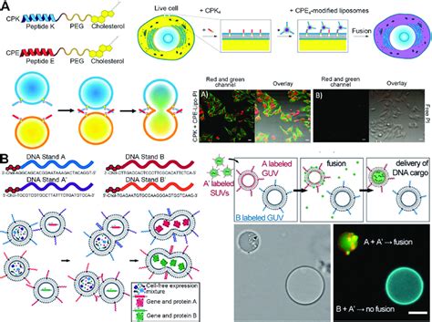 Strategies Of Particle Cell Dual Modification To Facilitate Membrane