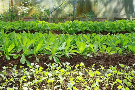 กรมส่งเสริมการเกษตร แนะเกษตรกรเร่งวางแผนรับมือฝนทิ้งช่วงจากเอลนีโญ เตือนอาจส่งผลแล้งยาวนานถึงต้น