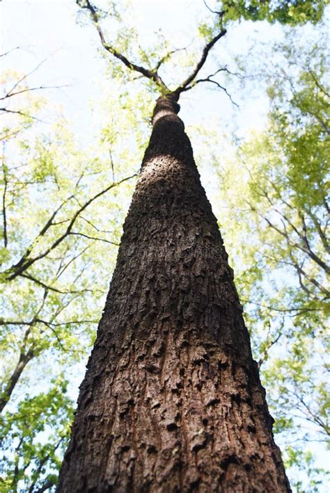 Sawtooth Oak Trunk And Bark Stock Image Image Of Body Pattern 180642183