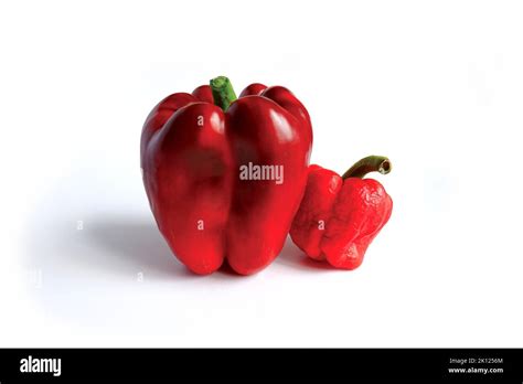 Large Fresh Smooth Dark Red Pepper And A Small Old Flabby Shriveled