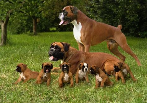 Todo Lo Que Necesitas Saber Sobre El Perro Boxer Características