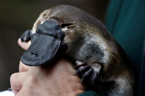 A Question Hidden In The Platypus Genome Are We The Weird Ones The